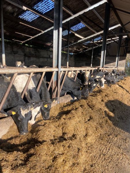 eby bull | 77 All Sections Ads For Sale in Ireland | DoneDeal