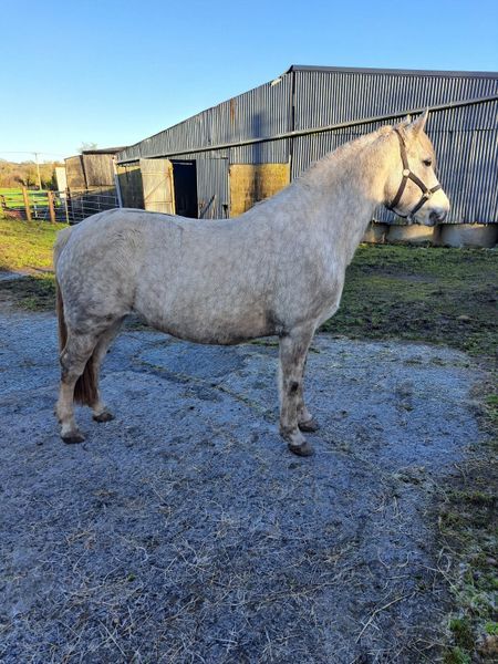 dosing | 5 Ponies Ads For Sale in Ireland | DoneDeal