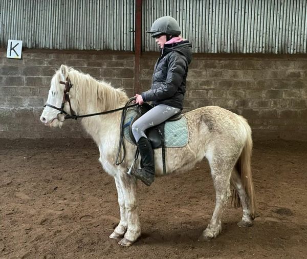 ponies cork | 1 Ponies Ad For Sale in Ireland | DoneDeal