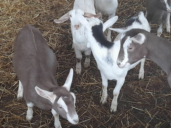 milking goats | 26 Farming Ads For Sale in Ireland | DoneDeal