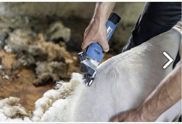 hammer effect for sale | 1 Sheep Ad For Sale in Ireland | DoneDeal