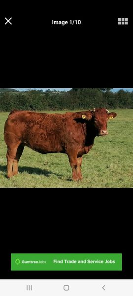 castlerea mart | 5 All Sections Ads For Sale in Ireland | DoneDeal