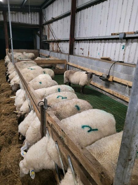 Sheep Ads For Sale in Ireland | DoneDeal