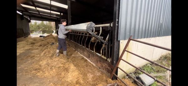 feed trough | 3 Beef Cattle Ads For Sale in Ireland | DoneDeal
