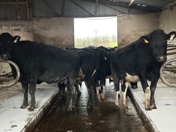 incalf heifers | 62 Dairy Cattle Ads For Sale in Ireland | DoneDeal