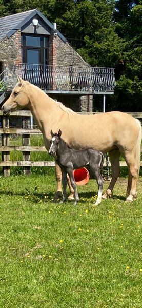 palomino | 11 Ponies Ads For Sale in Ireland | DoneDeal