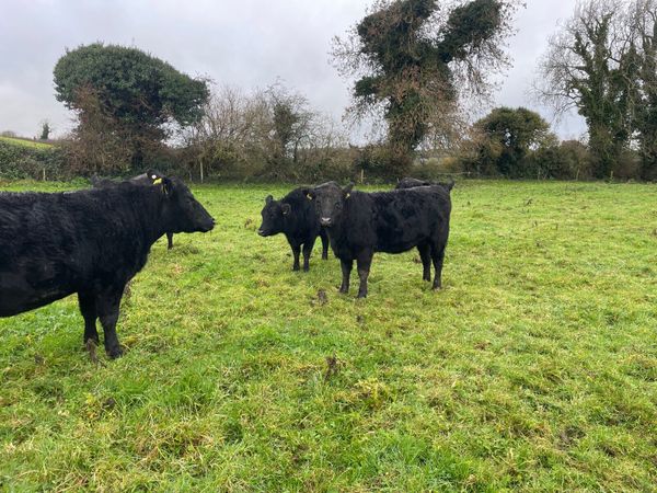 pbr aa bull | 3 All Sections Ads For Sale in Ireland | DoneDeal