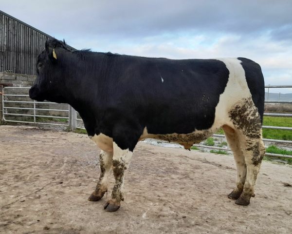 launcher | 1 Farming Ad For Sale in Ireland | DoneDeal