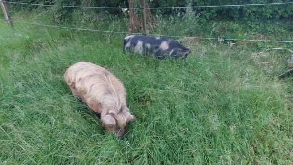 pet dogs | 6 Farming Ads For Sale in Ireland | DoneDeal