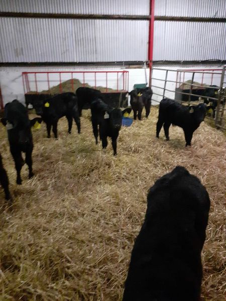 aa calves | 55 Beef Cattle Ads For Sale in Ireland | DoneDeal