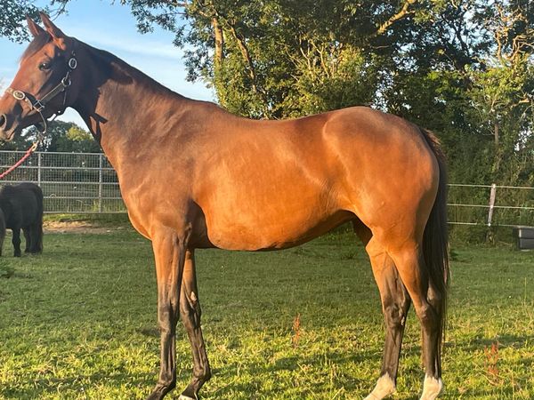 grading | 17 Horses Ads For Sale in Ireland | DoneDeal