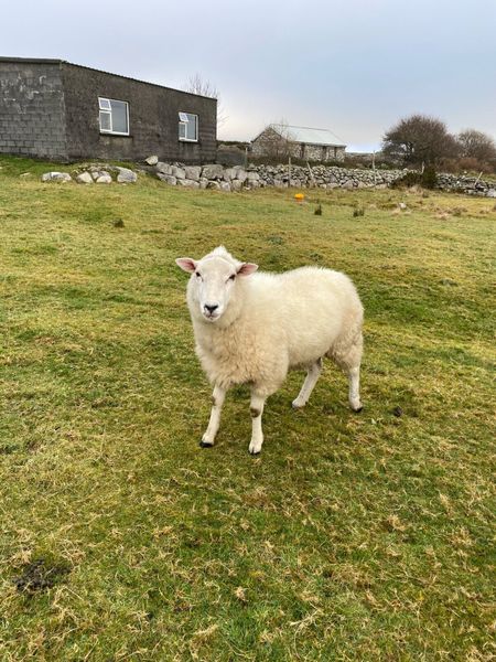 cheviot ram | 53 Livestock Ads For Sale in Ireland | DoneDeal