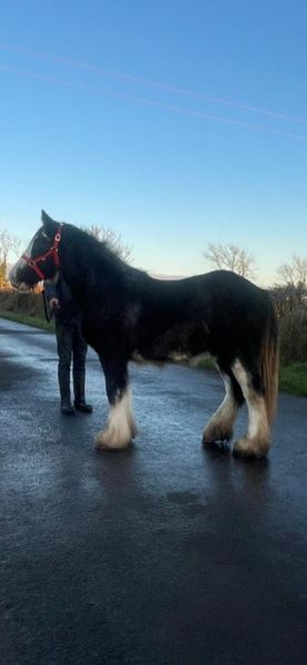 Great | 12 Cobs Ads For Sale in Ireland | DoneDeal