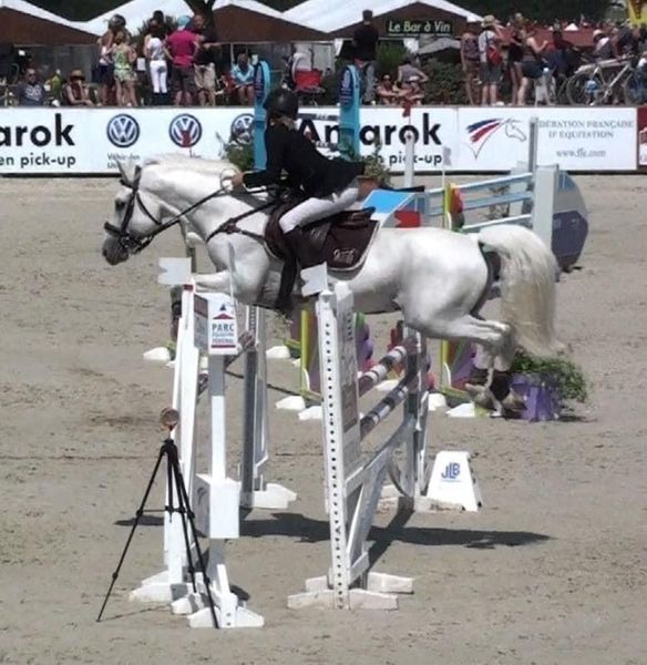 stallion stud | 161 All Sections Ads For Sale in Ireland | DoneDeal