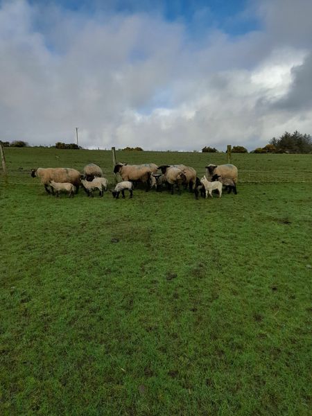 Sheep Ads For Sale in Ireland | DoneDeal