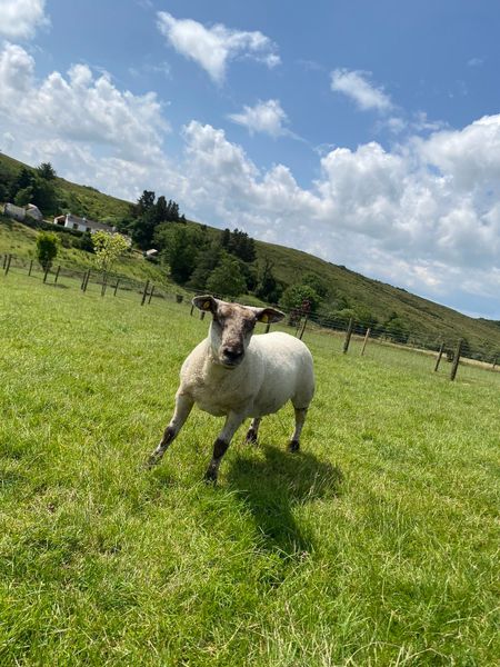 Sheep Ads For Sale in Donegal | DoneDeal