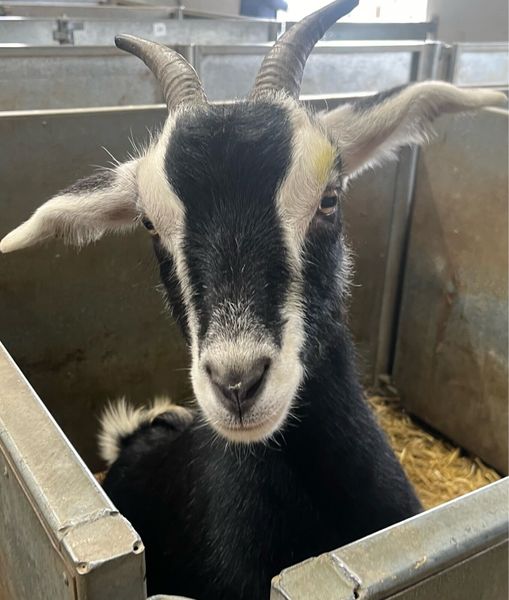 goats goat | 214 All Sections Ads For Sale in Ireland | DoneDeal