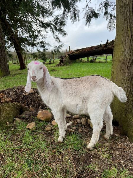 marks | 6 Goats Ads For Sale in Ireland | DoneDeal