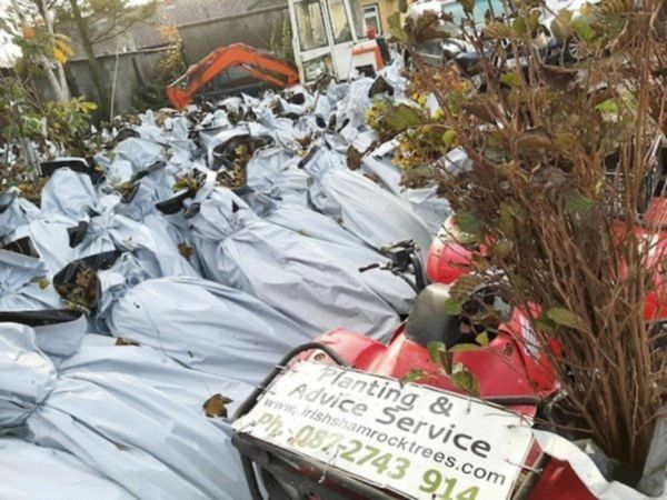 subaru-alloys Plants & Landscaping Ads For Sale in Ireland | DoneDeal