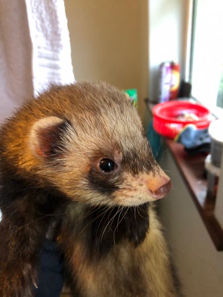 ferrets | 10 All Sections Ads For Sale in Ireland | DoneDeal