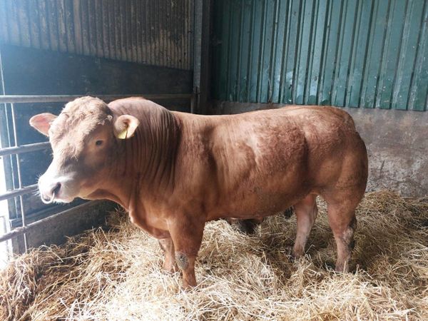 Beef Cattle Ads For Sale in Ireland | DoneDeal