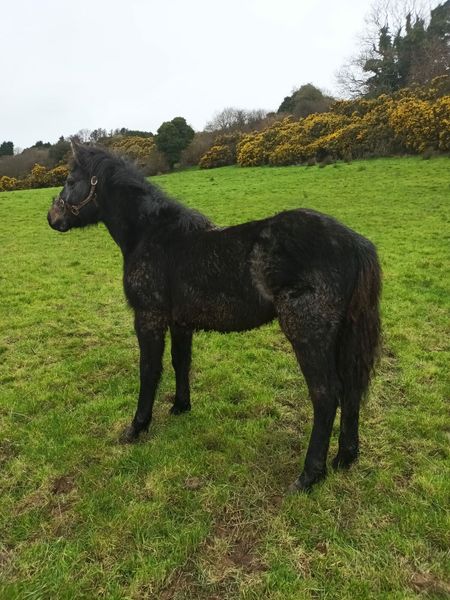 connemara | 222 Equine Ads For Sale in Ireland | DoneDeal