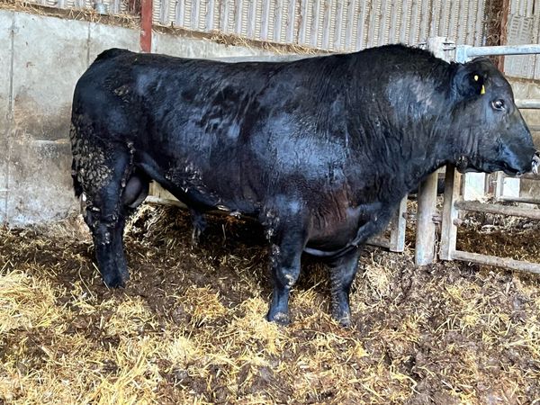 Livestock Ads For Sale in Cork | DoneDeal