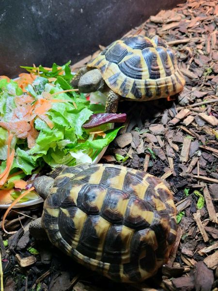 tortoise | 19 All Sections Ads For Sale in Ireland | DoneDeal