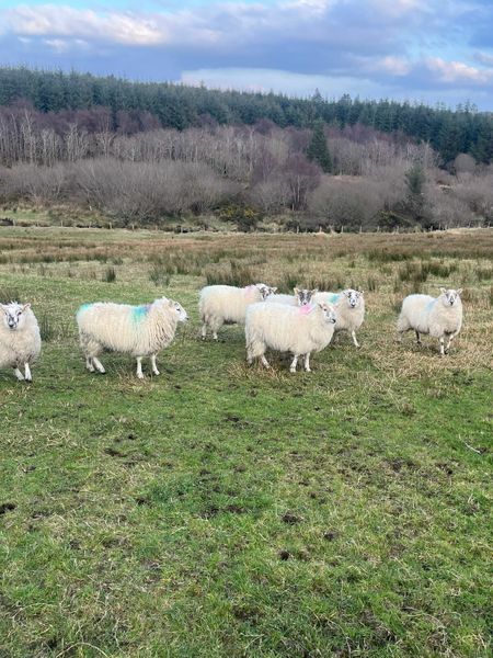 Sheep Ads For Sale in Donegal | DoneDeal