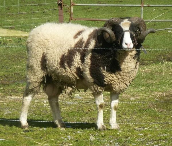 jacob rams | 5 All Sections Ads For Sale in Ireland | DoneDeal