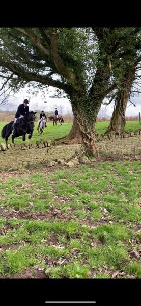 hunting cob | 19 All Sections Ads For Sale in Ireland | DoneDeal