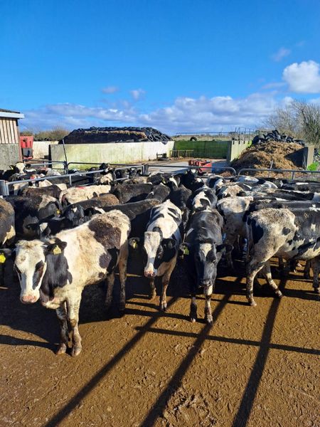 ring of kerry cycle ticket | 19 Farming Ads For Sale in Ireland | DoneDeal