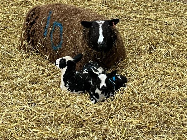 well | 33 Sheep Ads For Sale in Ireland | DoneDeal