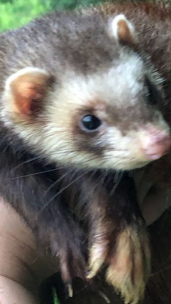 ferrets | 8 All Sections Ads For Sale in Ireland | DoneDeal