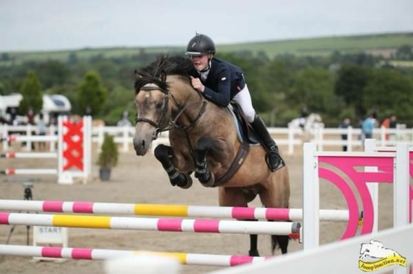 live | 26 Horses Ads For Sale in Ireland | DoneDeal