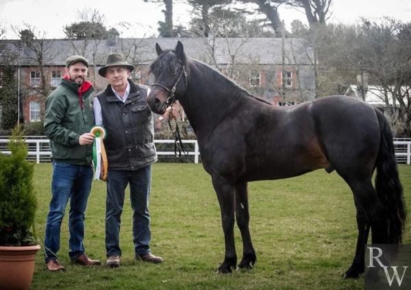 Ponies Ads For Sale in Ireland | DoneDeal