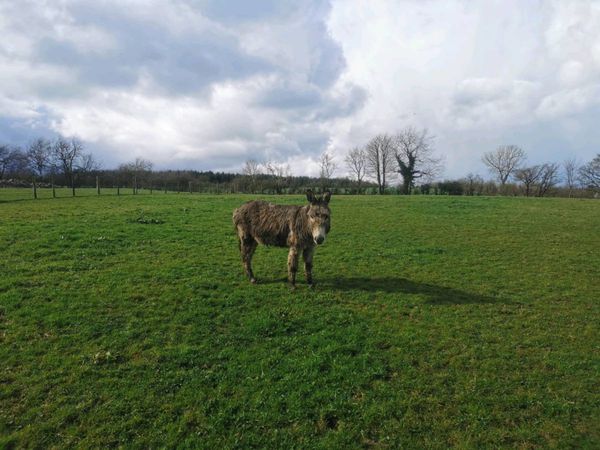 Donkeys Ads For Sale in Ireland | DoneDeal