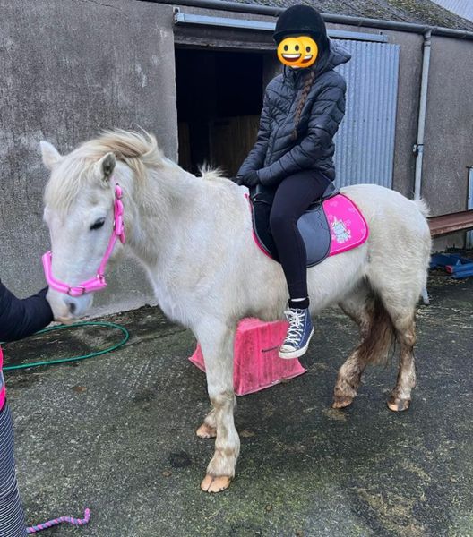 riding | 93 Ponies Ads For Sale in Ireland | DoneDeal