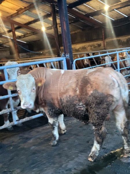 Beef Cattle Ads For Sale in Fermanagh | DoneDeal