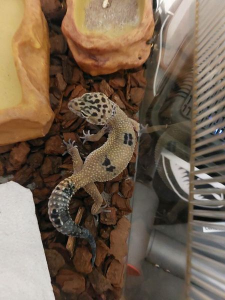 lizard | 11 All Sections Ads For Sale in Ireland | DoneDeal