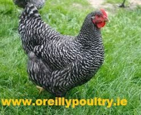 Poultry Ads For Sale in Ireland | DoneDeal