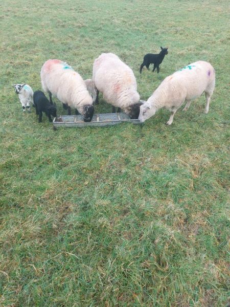 texel lambs | 110 Sheep Ads For Sale in Ireland | DoneDeal