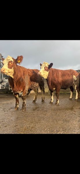 Livestock Ads For Sale in Fermanagh | DoneDeal