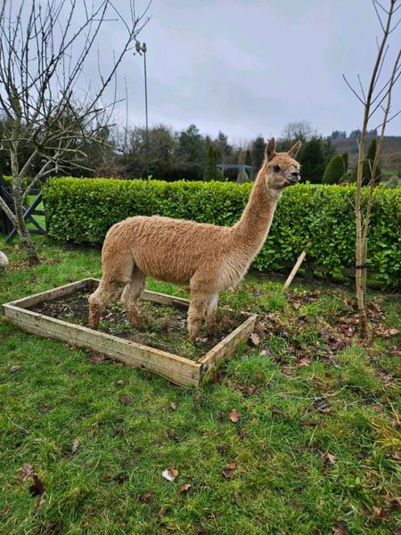 alpacas | 42 All Sections Ads For Sale in Ireland | DoneDeal