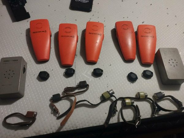 ferret | 8 All Sections Ads For Sale in Ireland | DoneDeal