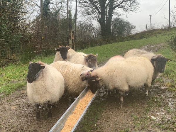 Sheep Ads For Sale in Donegal | DoneDeal