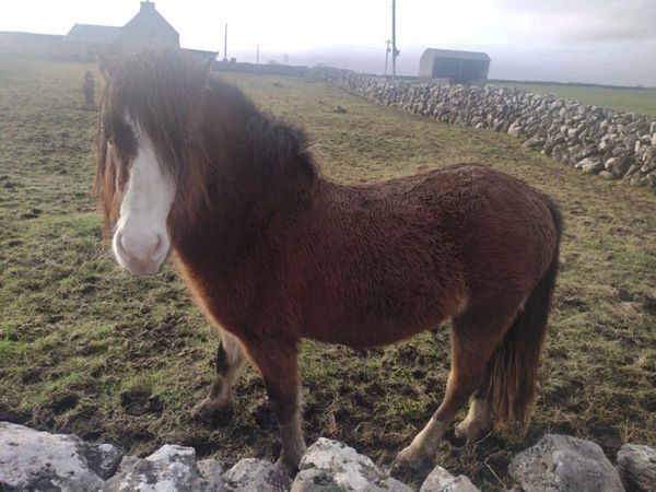 pony | 414 Equine Ads For Sale in Ireland | DoneDeal