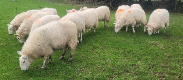 wicklow cheviot ram | 4 All Sections Ads For Sale in Ireland | DoneDeal