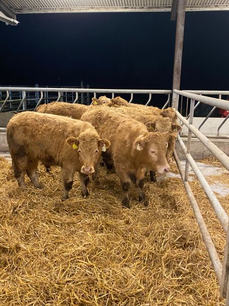 Farming Ads For Sale in Ireland | DoneDeal