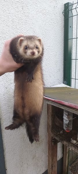 ferrets | 10 All Sections Ads For Sale in Ireland | DoneDeal